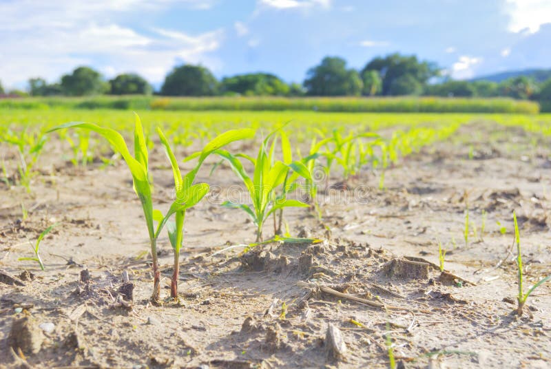 Close-up Rice Fields in Mountain and Cloud Sky Stock Image - Image of ...