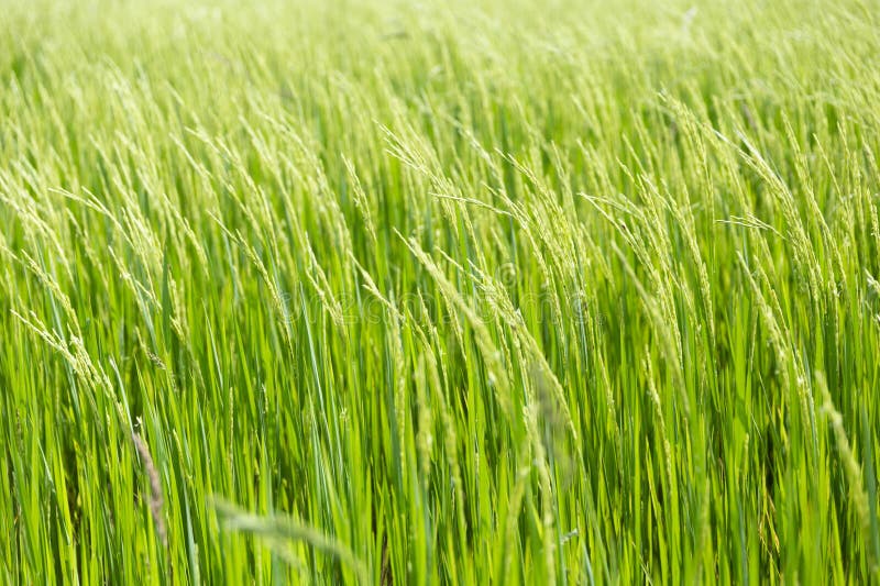 The Close Up of Rice Flowering in the Field Stock Photo - Image of ...