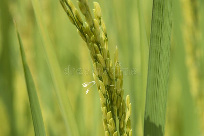 1,072 Rice Flowering Stock Photos - Free & Royalty-Free Stock Photos ...