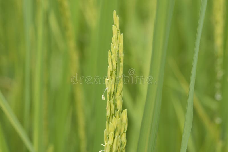 Close Up of Rice Flowering in the Field Stock Photo - Image of farm ...