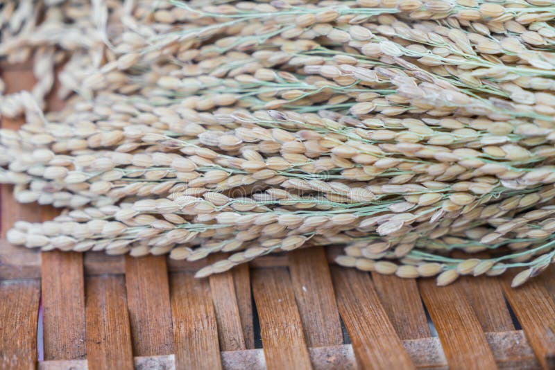 Close-up of rice grain . stock photo. Image of harvest - 74309908