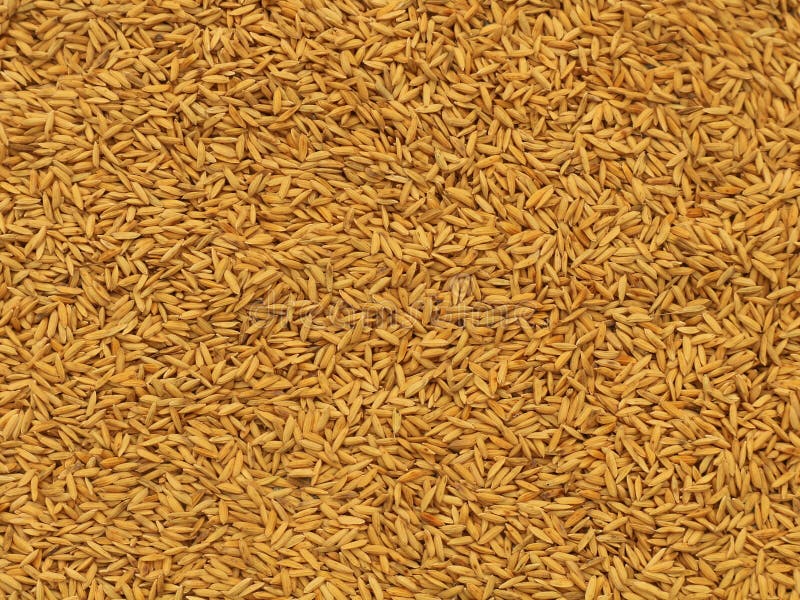 Close Up of Rice Grain Grains. Stock Photo - Image of dryer, crop ...