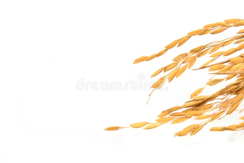 Rice Grain on White Background Stock Photo - Image of environment ...