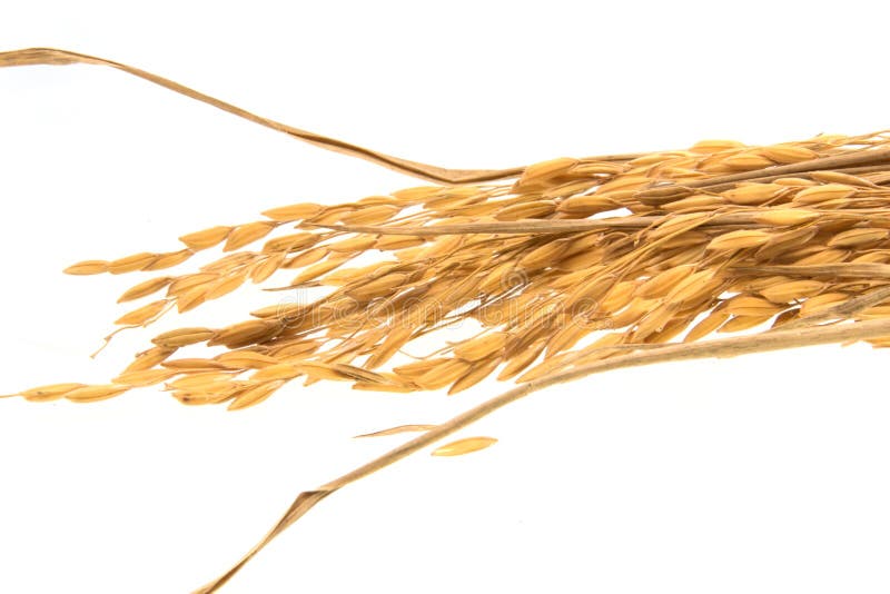 Rice Grain on White Background Stock Image - Image of beauty, harvest ...
