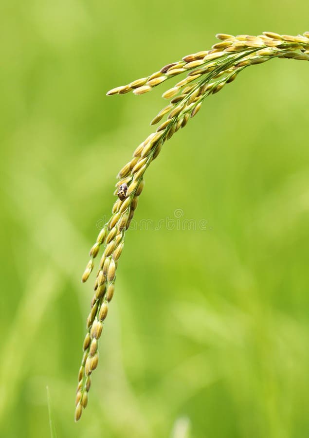 Close-up of rice growing stock image. Image of plant - 24204667
