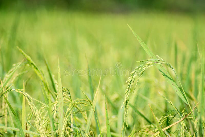 Close Up of Rice Grown in the Field Stock Image - Image of field ...