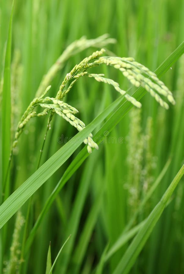 Close-up of Rice in the Heading Stage. Stock Photo - Image of produce ...