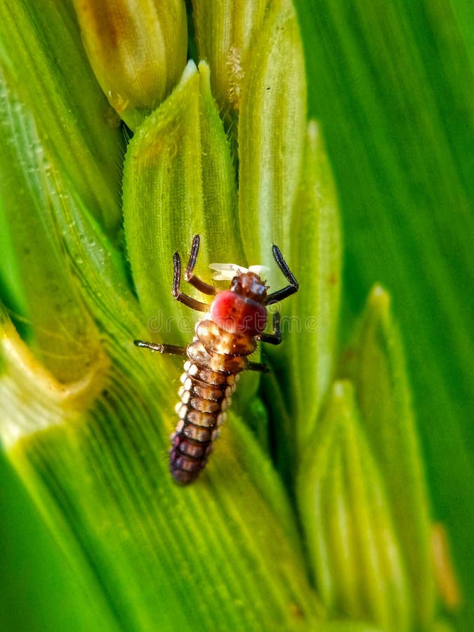 Close-up of a Rice Insecticide Pest Eating Rice Stock Photo - Image of ...