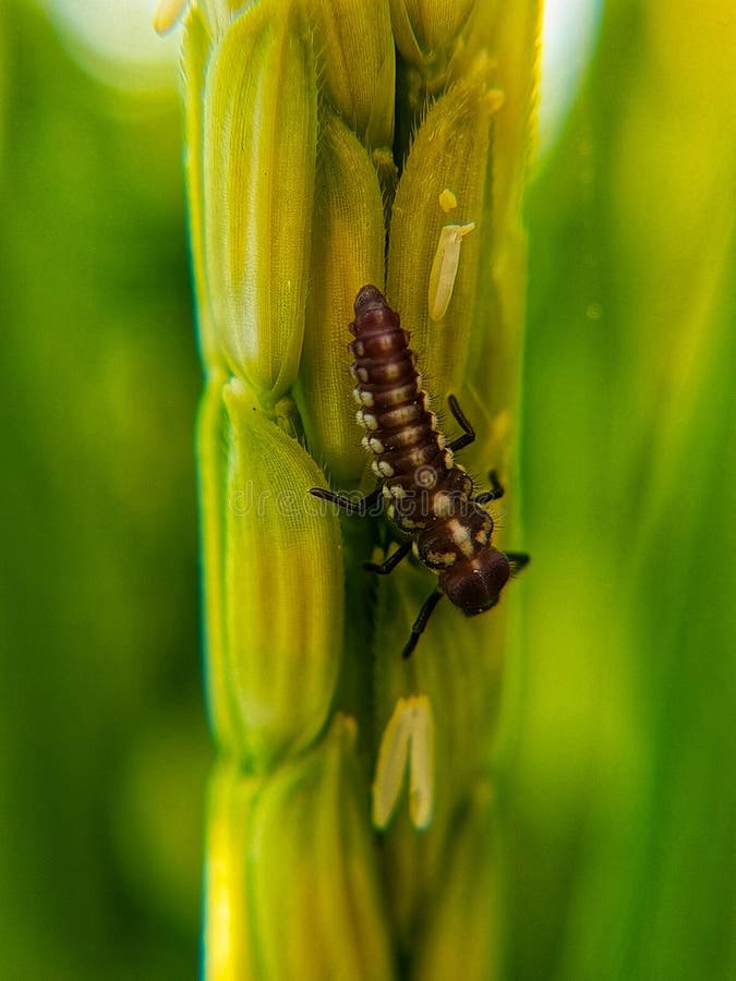 Close-up of a Rice Insecticide Pest Eating Rice Stock Photo - Image of ...
