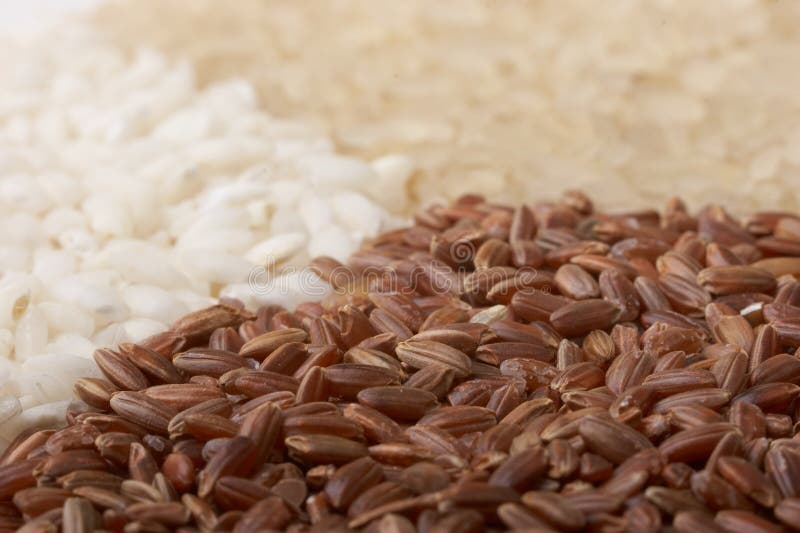 Close-up of Rice (macro, Three Colors) Stock Image - Image of ...