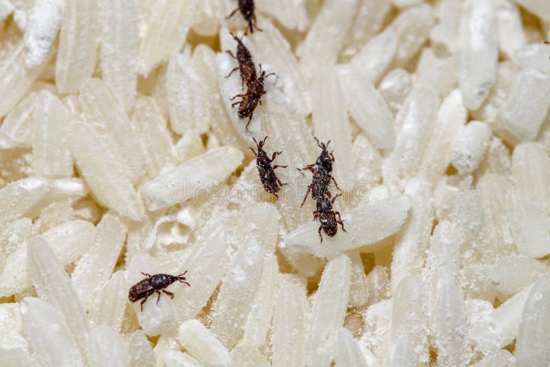 Close Up Rice Moth Eat Rice Stock Image - Image of macro, agriculture ...