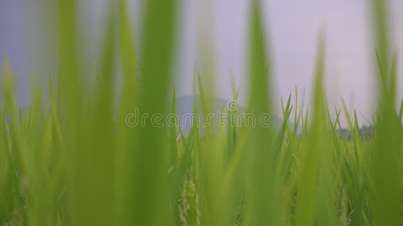 Close Up Paddy Grown with Water Irigation Traditional Way Stock Footage ...