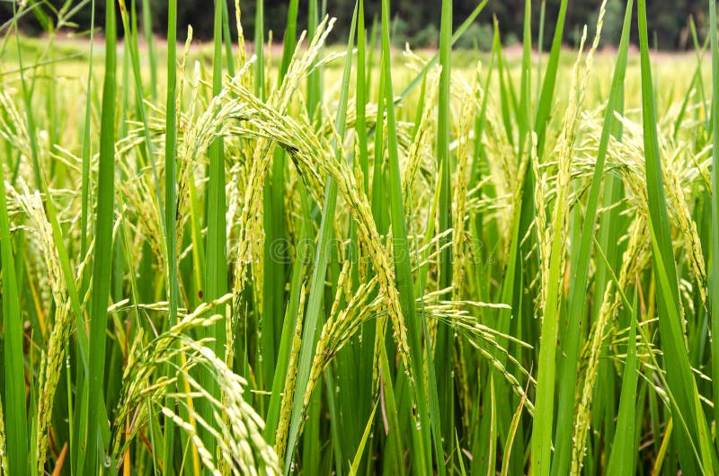 Close up rice plant stock image. Image of country, agriculturist - 28615965