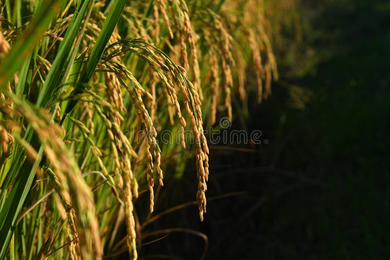Close Up Rice Plant in Asia. Stock Photo - Image of dawn, field: 102561322