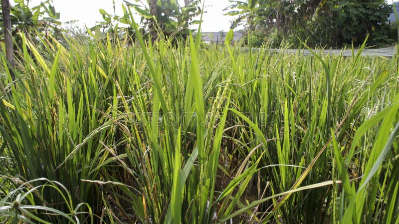 Close Up Rice Plant Growing and Bear Fruit in the Rice Field ...
