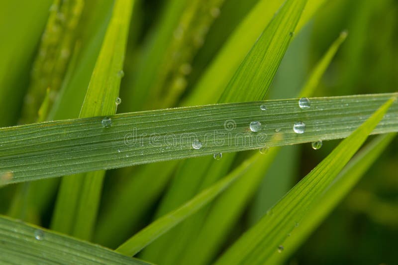 Close Up of Rice Plant Leaves with Dew Drops Stock Photo - Image of ...