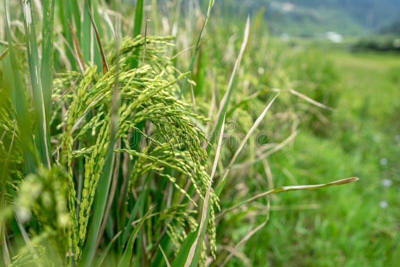 Close Up Rice Plants in Paddy Field Stock Image - Image of brown, grass ...