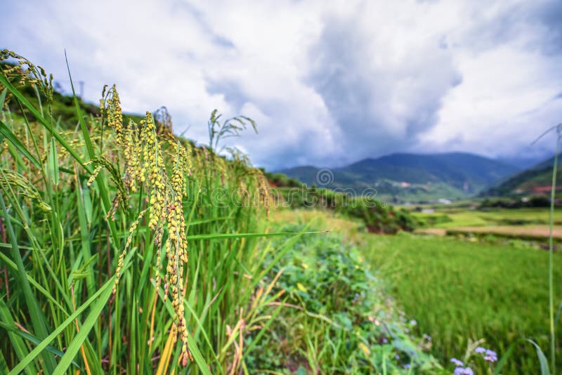 Close Up Rice Plants in Paddy Field Stock Image - Image of leaf, field ...