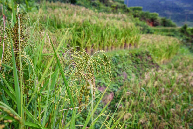 Close Up Rice Plants in Paddy Field Stock Image - Image of foliage ...