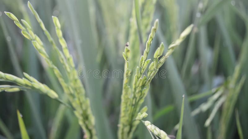 Close Up of Rice Plants in the Rice Fields Stock Footage - Video of ...