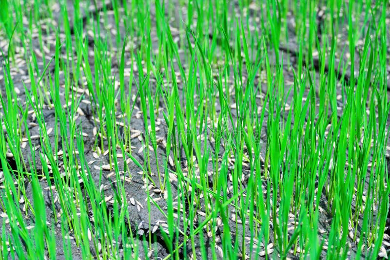 151 Rice Seed Germination Stock Photos - Free & Royalty-Free Stock ...