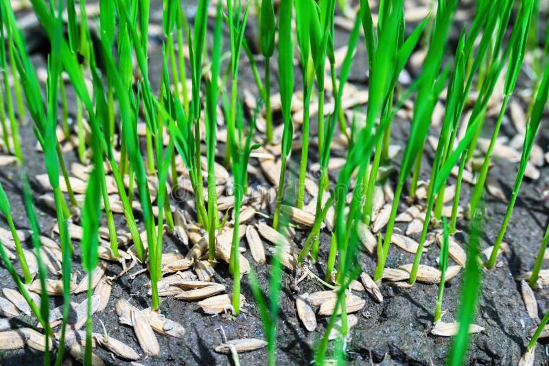 Close-up of Rice Seedling Germination in the Soil are Broken Stock ...