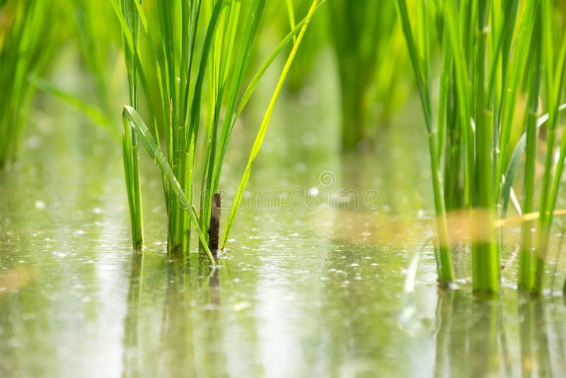 Close Up of Rice Sprouts Plant Growth in Rice Field Stock Image - Image ...
