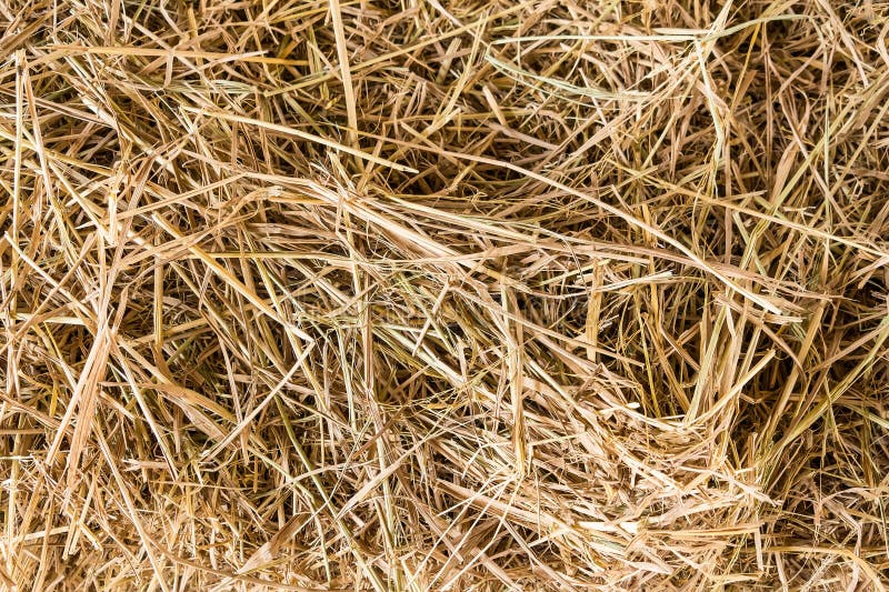 Close Up Rice Straw Agricultural Pattern Background Stock Image - Image ...
