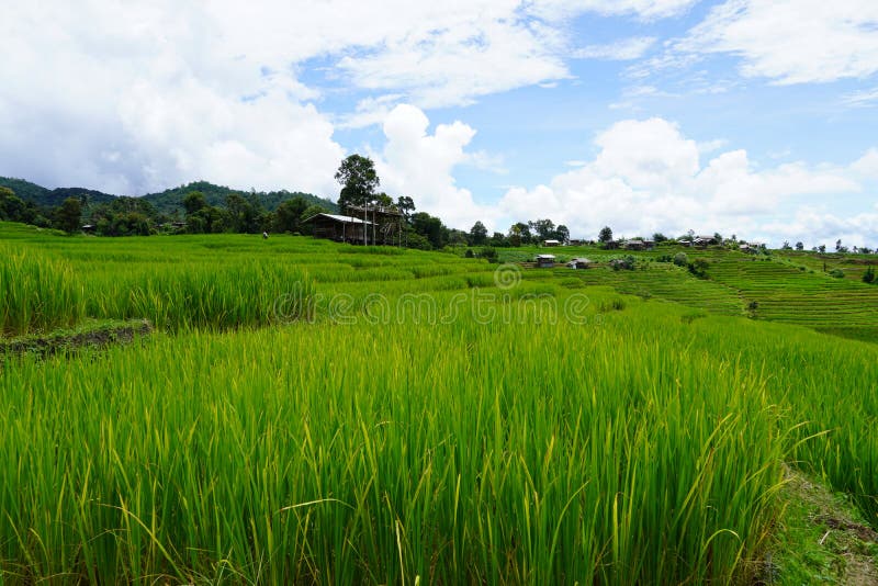 Close-up of Rice Terrace with Huts. Stock Image - Image of lawn ...