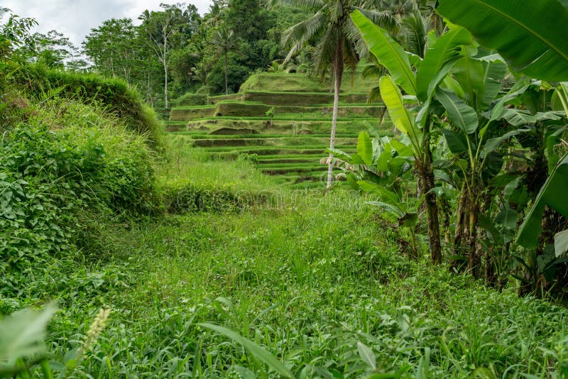 Close-up of rice terraces stock photo. Image of field - 128125396