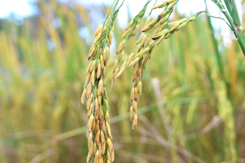 Close-up of Rice Waiting To Be Harvested Thai Rice Suitable for ...