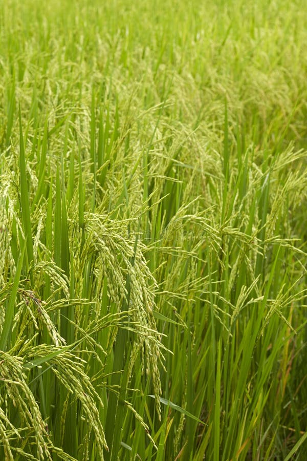 Riceplant stock photo. Image of riceplant, sunlight - 206357388