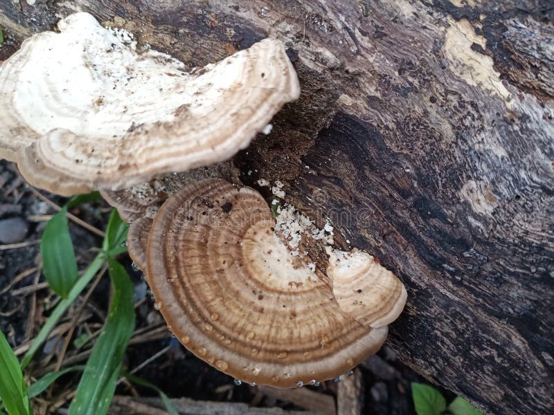Close-up of a Ring-shaped Fungus on a Log. Stock Photo - Image of ...