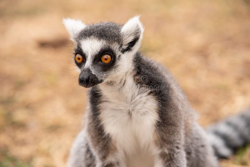 Ring Tailed Lemur among the Branches of a Tree in a Bio Park, while ...