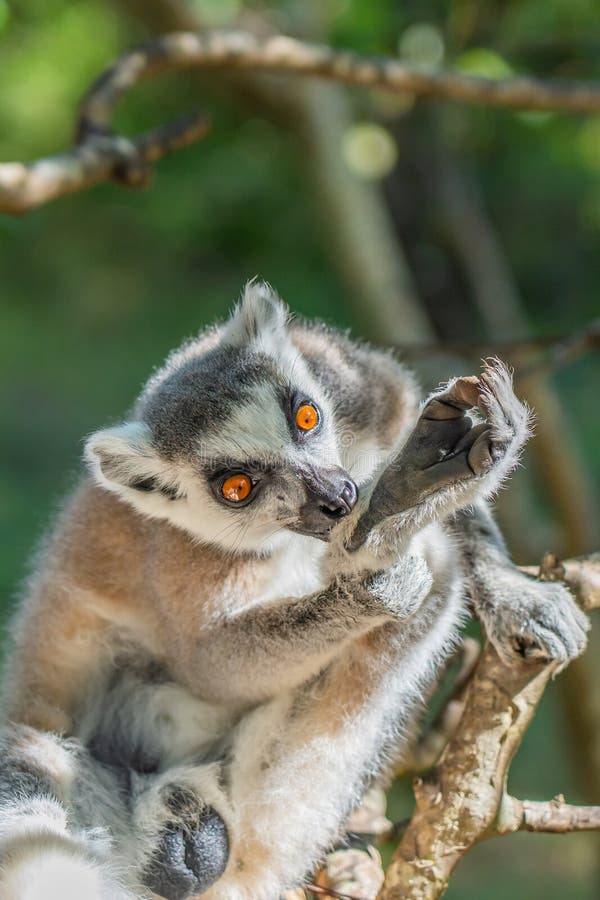 Close Up of a Ring-tailed Lemur or Catta Lemur at a National Park Stock ...