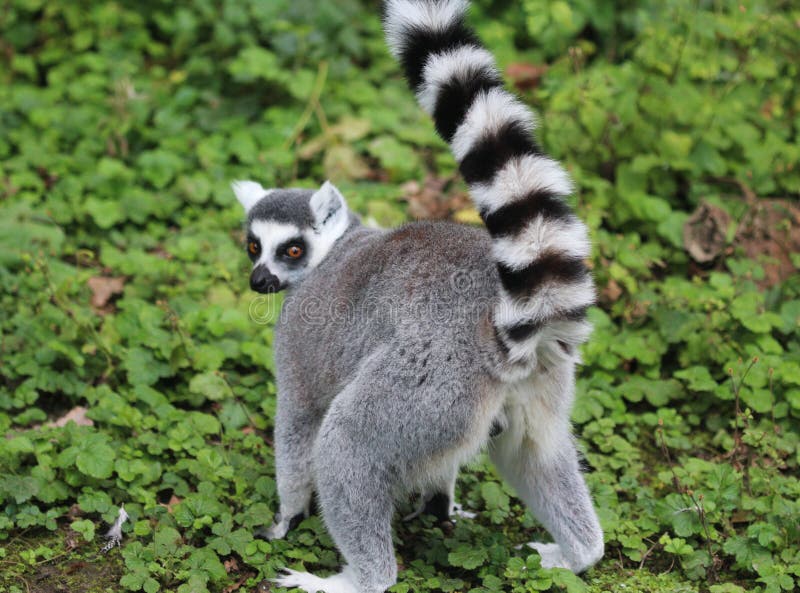 Ring tailed lemur stock photo. Image of furry, animal - 99638552