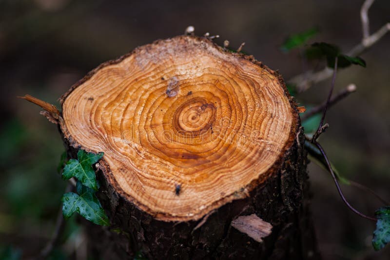 1,310 Old Chopped Tree Stump Photos - Free & Royalty-Free Stock Photos ...