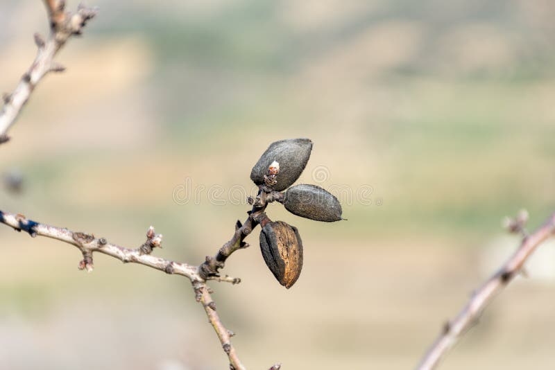 Close Up of Ripe Almond Nuts on the Tree Branches Stock Photo - Image ...