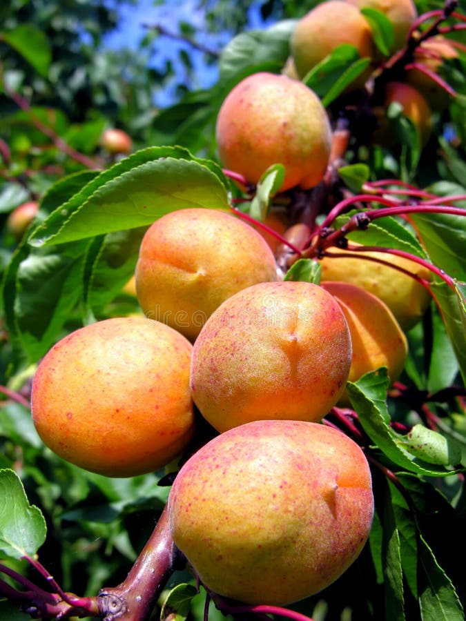 Close-up of the Ripe Apricots Stock Photo - Image of sweet, plant ...
