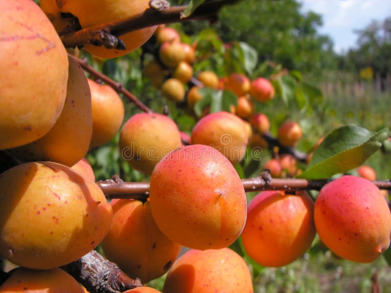 Close-up of the Ripe Apricots Stock Image - Image of group, food: 34725105