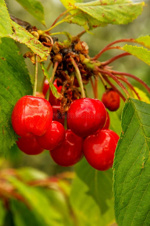 Ripe Cherry Fruit on a Tree Stock Photo - Image of cherry, italian ...