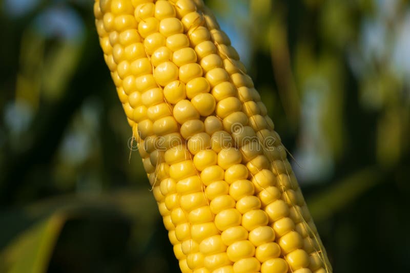 Close-up of Ripe Corn Growing in the Field. an Ear of Ripe Corn at ...