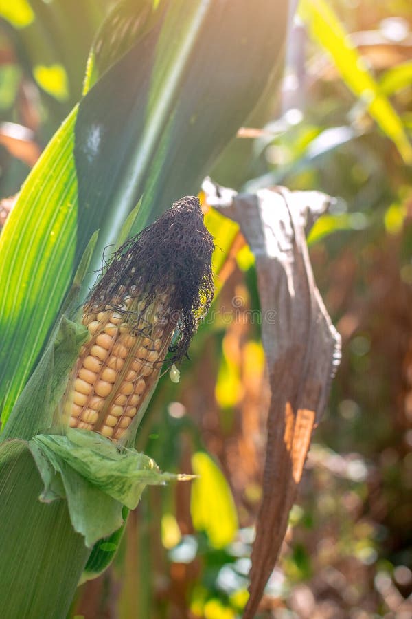 Close-up of Ripe Corn on a Stalk in a Cornfield. a Stripped Ear of Corn ...