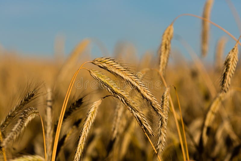 Close-up of ripe crop stock photo. Image of cultivated - 49756846