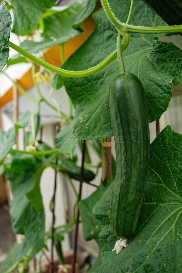 Close-up of a Ripe Cucumber Growing in a Greenhouse Stock Photo - Image ...