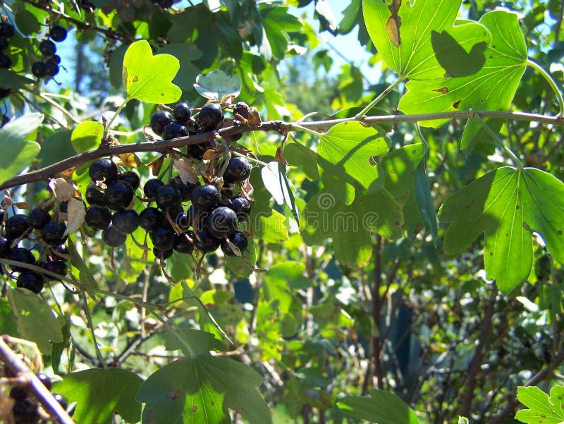 Black Current Bushes in the Garden Stock Image - Image of garden ...