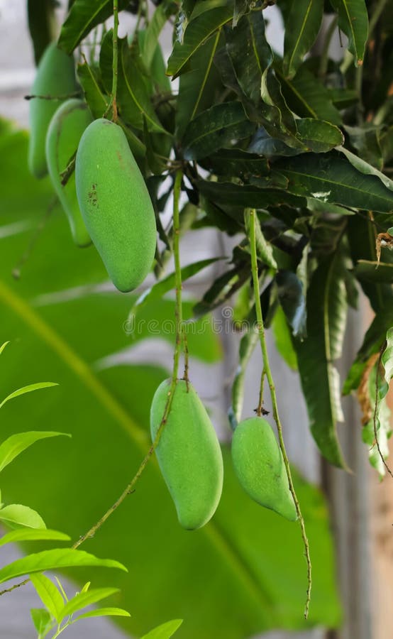 Close Up of Ripe Group Green Mango Stock Image - Image of green ...