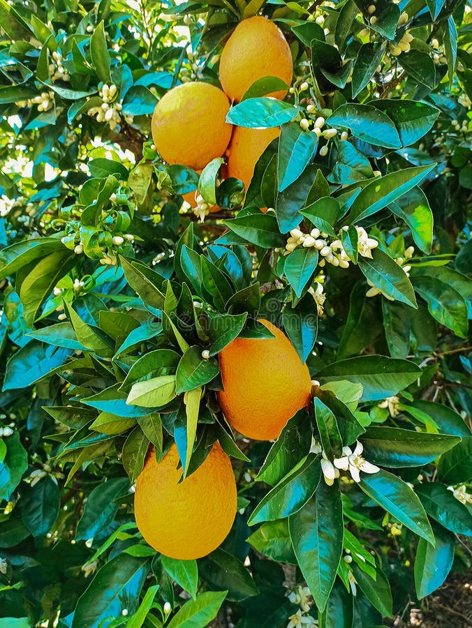 Close up of ripe oranges stock image. Image of juicy - 216119675