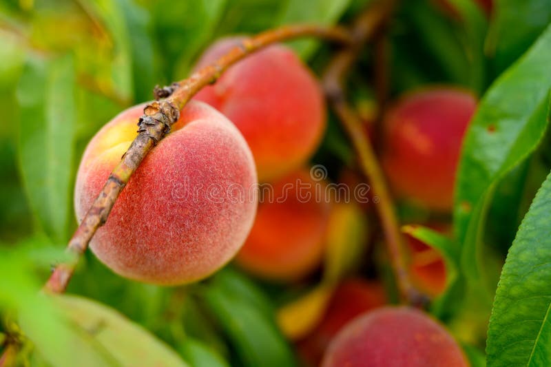 Peaches, Wild green unripe stock image. Image of green - 43430171
