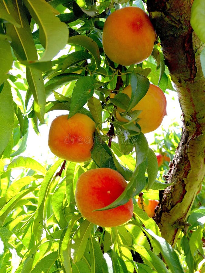 Ripe Peaches on a Tree Branch. Stock Image - Image of organic, outdoor ...